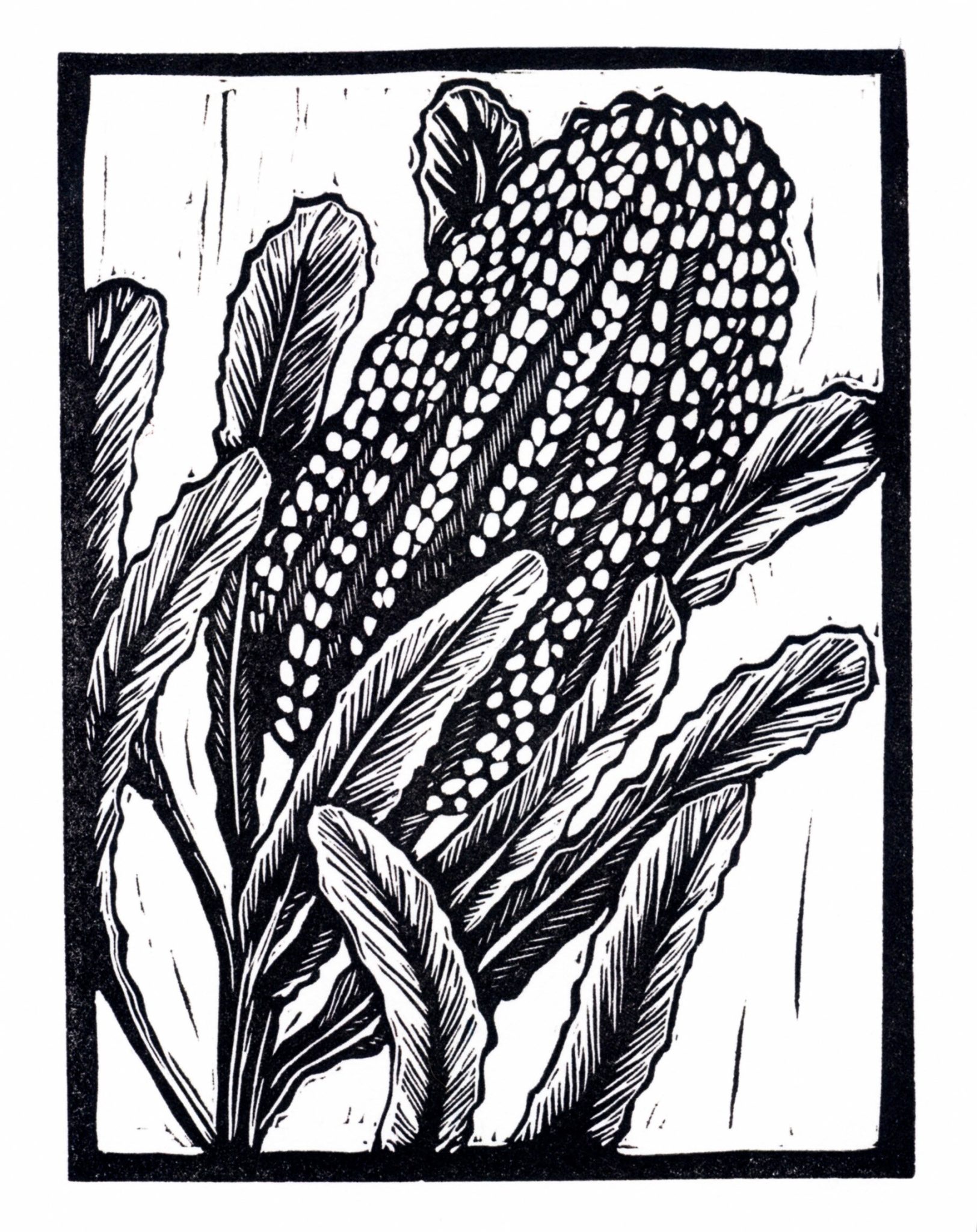Banksia | Australian Wild Flower - Sally Caston | Contemporary Printmaker