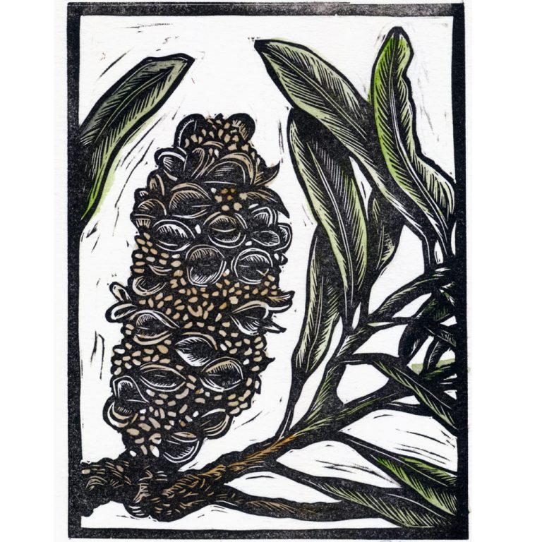 Banksia Seed Pod | Australian Wildflower - Sally Caston | Contemporary ...